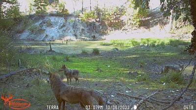 New wolfpack living on Mt. Spokane: How to stay safe in the area | News ...