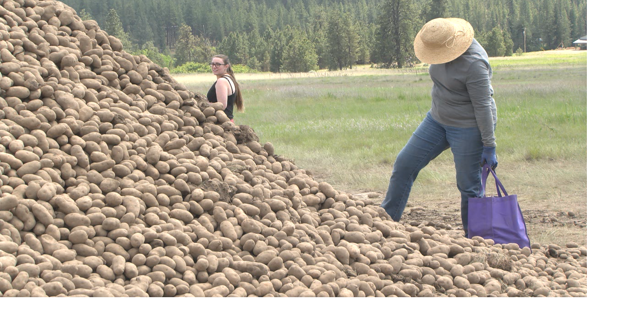 Local Hutterite colony shares mountains of potatoes with community ...