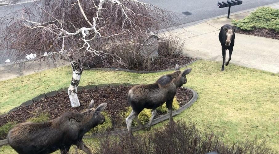 Woman hopes to create Moose Sanctuary in North Idaho | News | kxly.com