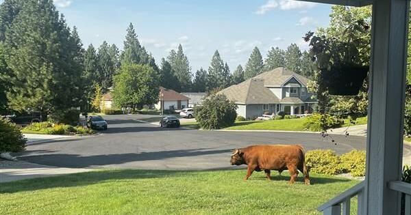 Wandering cattle surprise South Hill residents | News | kxly.com