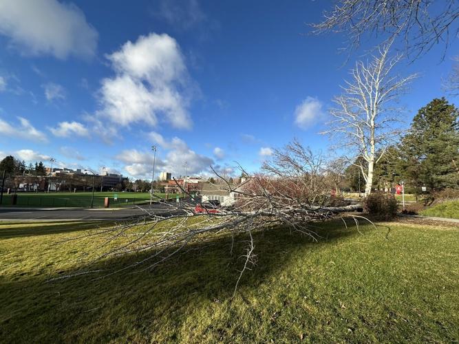 Windstorm takes down trees across Pullman, WSU campus | News | kxly.com