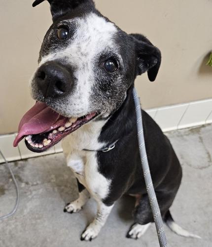 SCRAPS waiving adoption fees for dogs and cats | News | kxly.com