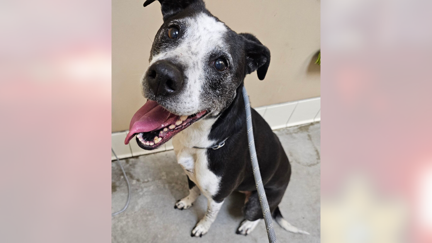 SCRAPS holds special adoption event for adult dogs | News | kxly.com