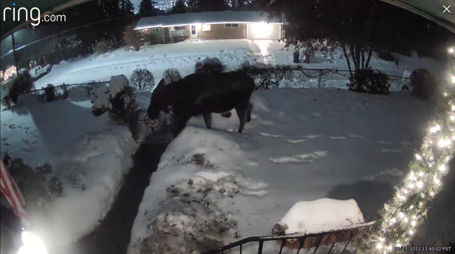 Moose caught on Ring Doorbell camera in southeast Spokane | Local News ...
