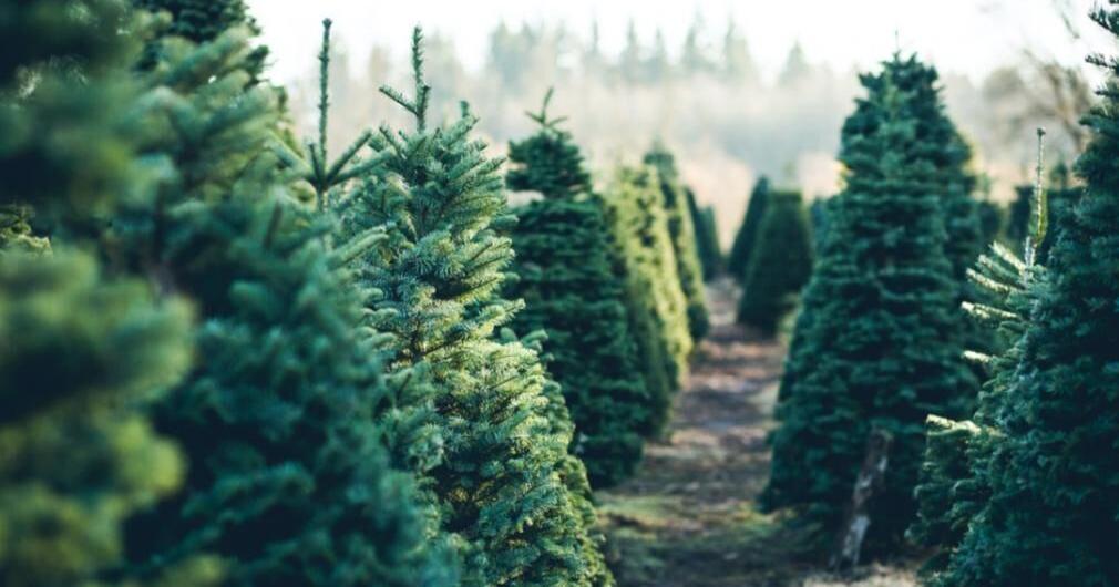 Spokane offers free Christmas tree pickup service for residents in ...