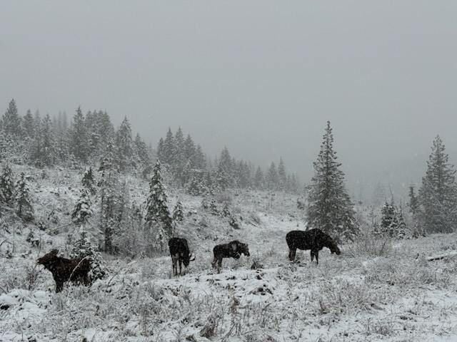 Moose family relocated from University of Idaho arboretum | 92.9 ZZU ...