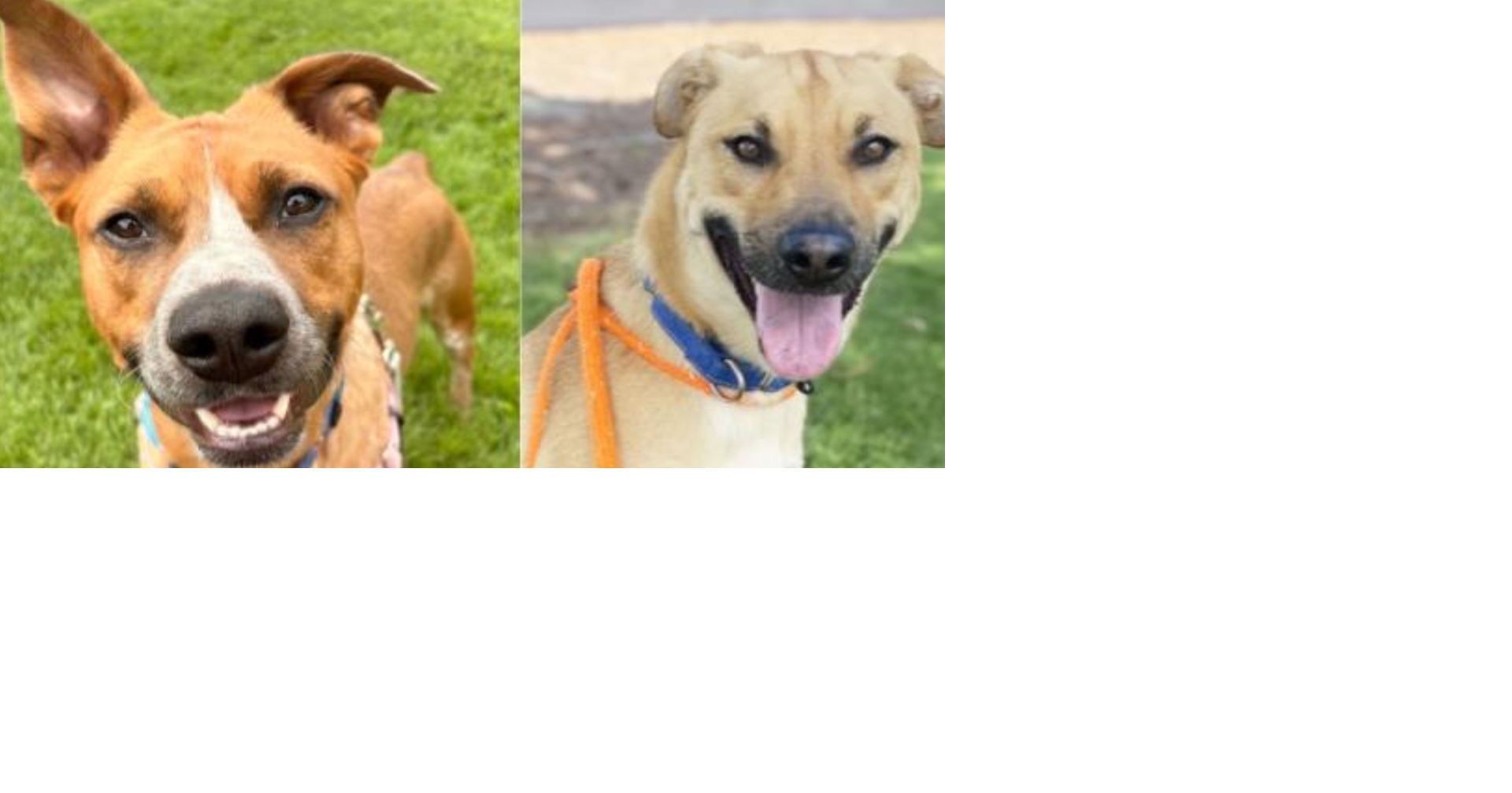 Meet your newest furry friend during National Pet Adoption Week! | News ...