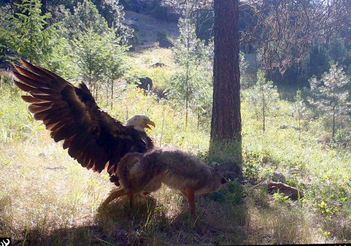 golden eagle attacking coyote