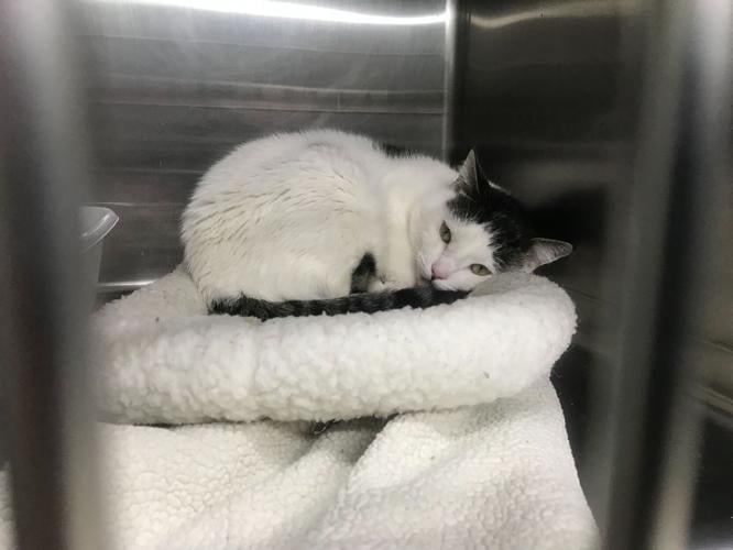 Spokanimal in need of donations, foster families | Coronavirus | kxly.com