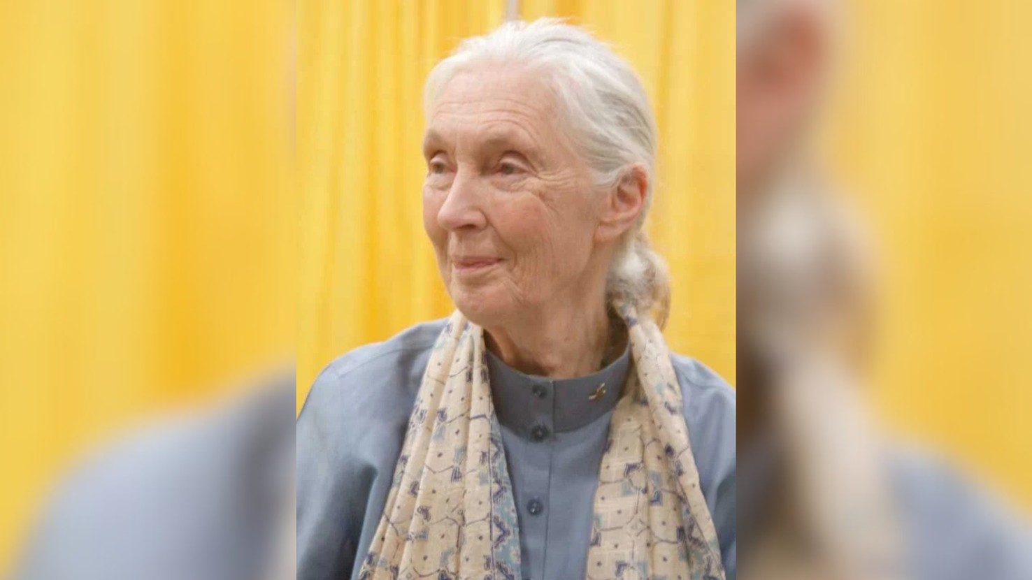 World-renowned primatologist, animal rights activist Jane Goodall dies ...