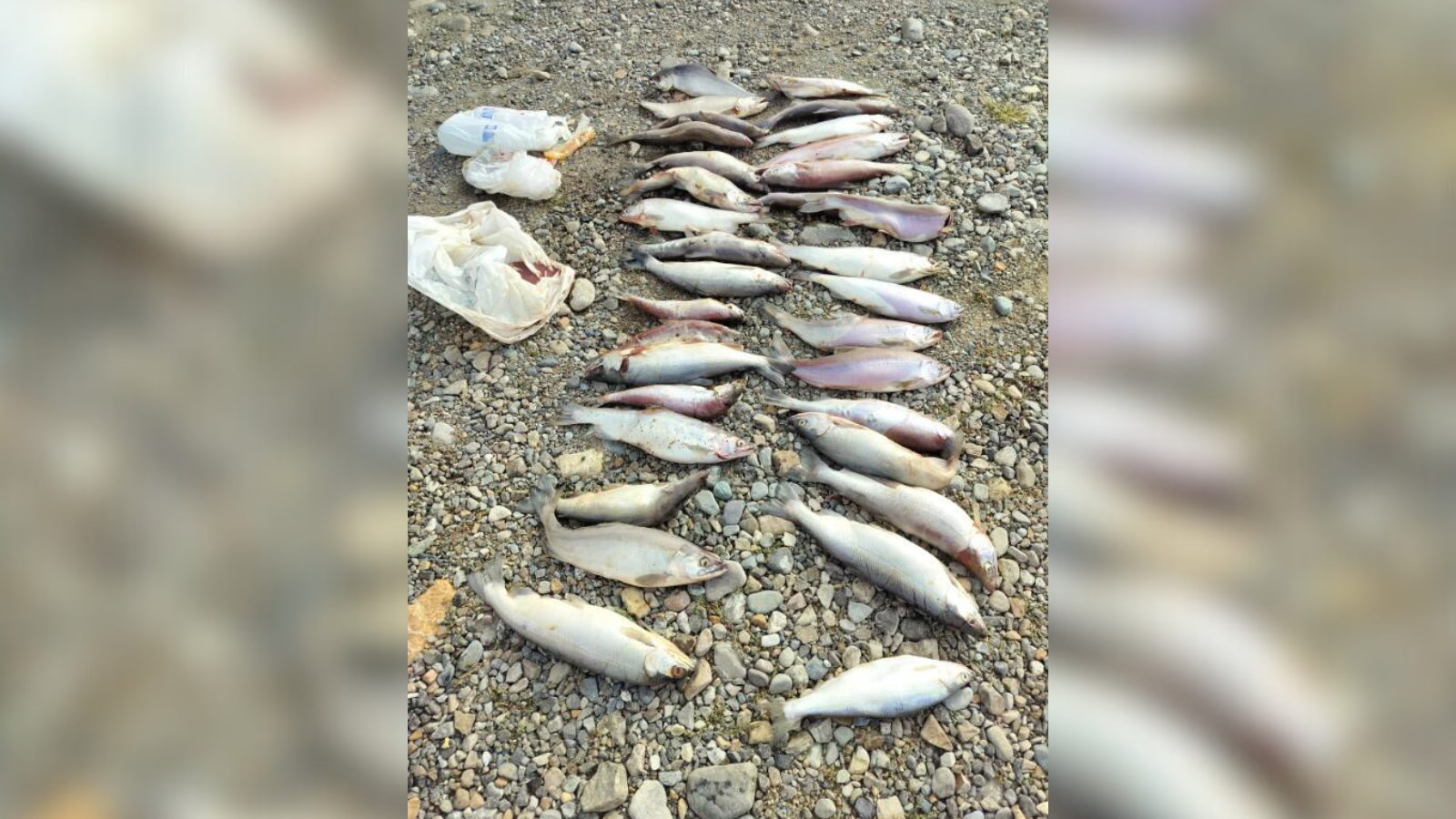 Idaho Fish and Game seeks info on illegal kokanee dumping near Hayden ...