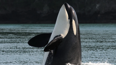 Orca who carried her dead calf for 17 days is pregnant | Local News ...