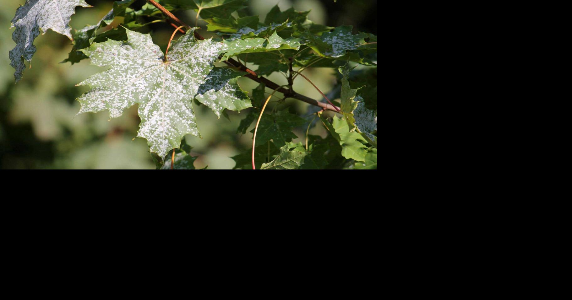 Tips for dealing with powdery mildew on maple trees | News | kxly.com