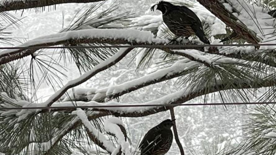PHOTOS: Spokane sees record-breaking snowfall for Dec. 30th | News ...