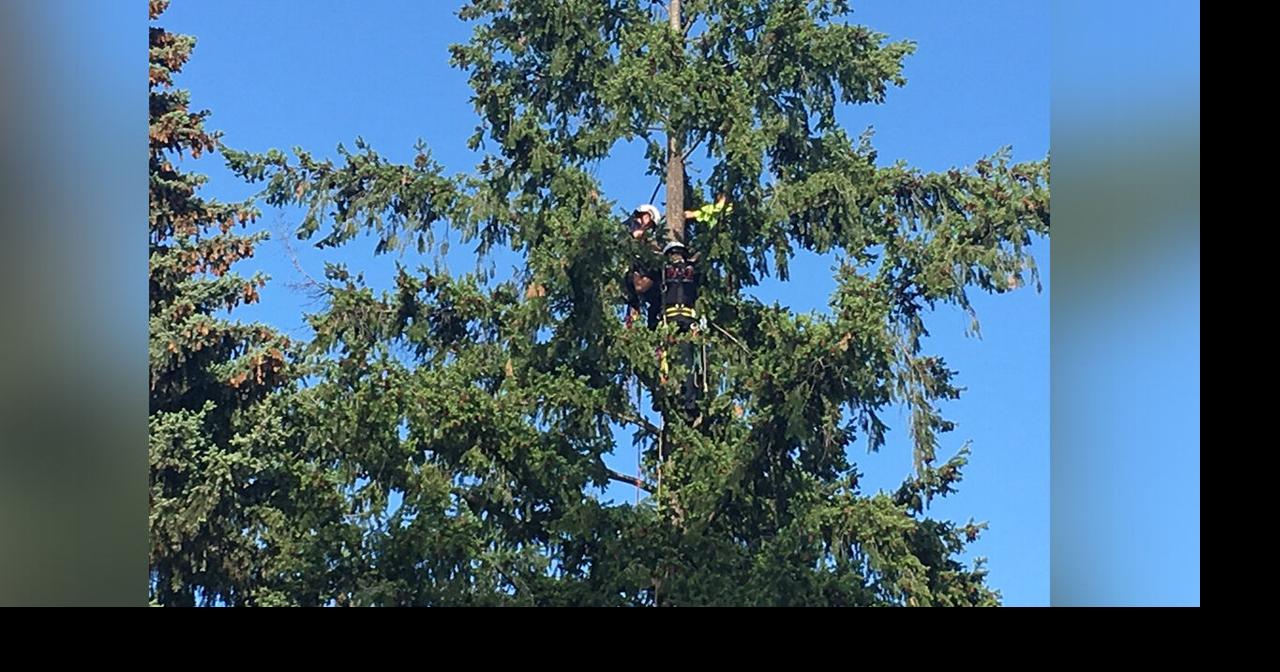 Crews working to remove boy stuck in 80-foot tree at Nevada Park ...