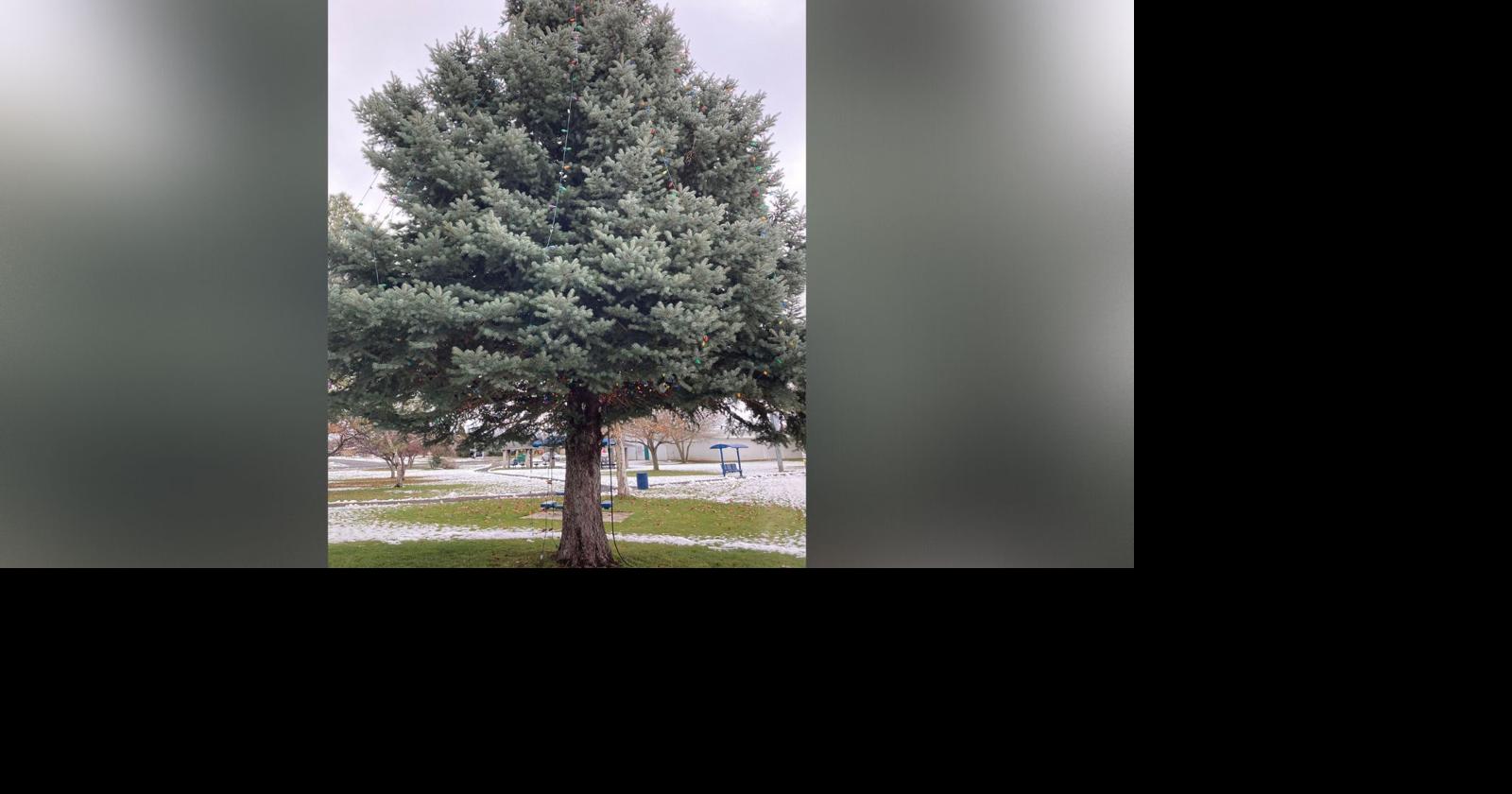 Community Christmas tree in Airway Heights vandalized overnight | News ...