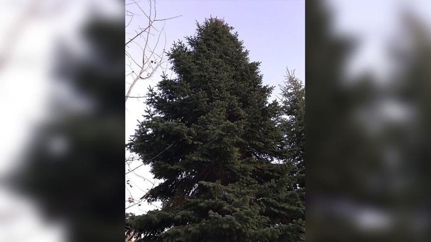 Spokane woman decorates 30-foot Christmas tree in honor of her 92-year ...