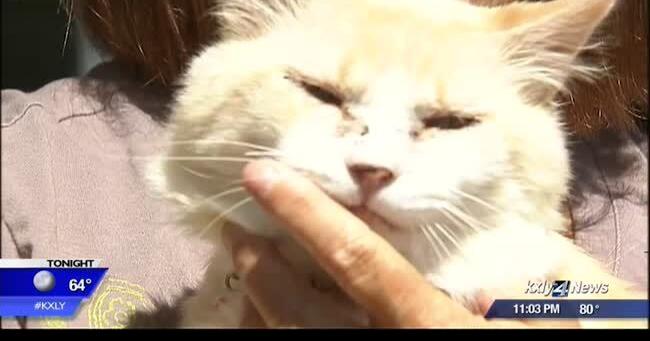 Cat killing dog concerns neighbors in North Spokane | Local News | kxly.com