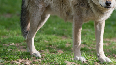 Two endangered gray wolves killed in WA, Fish and Wildlife ...