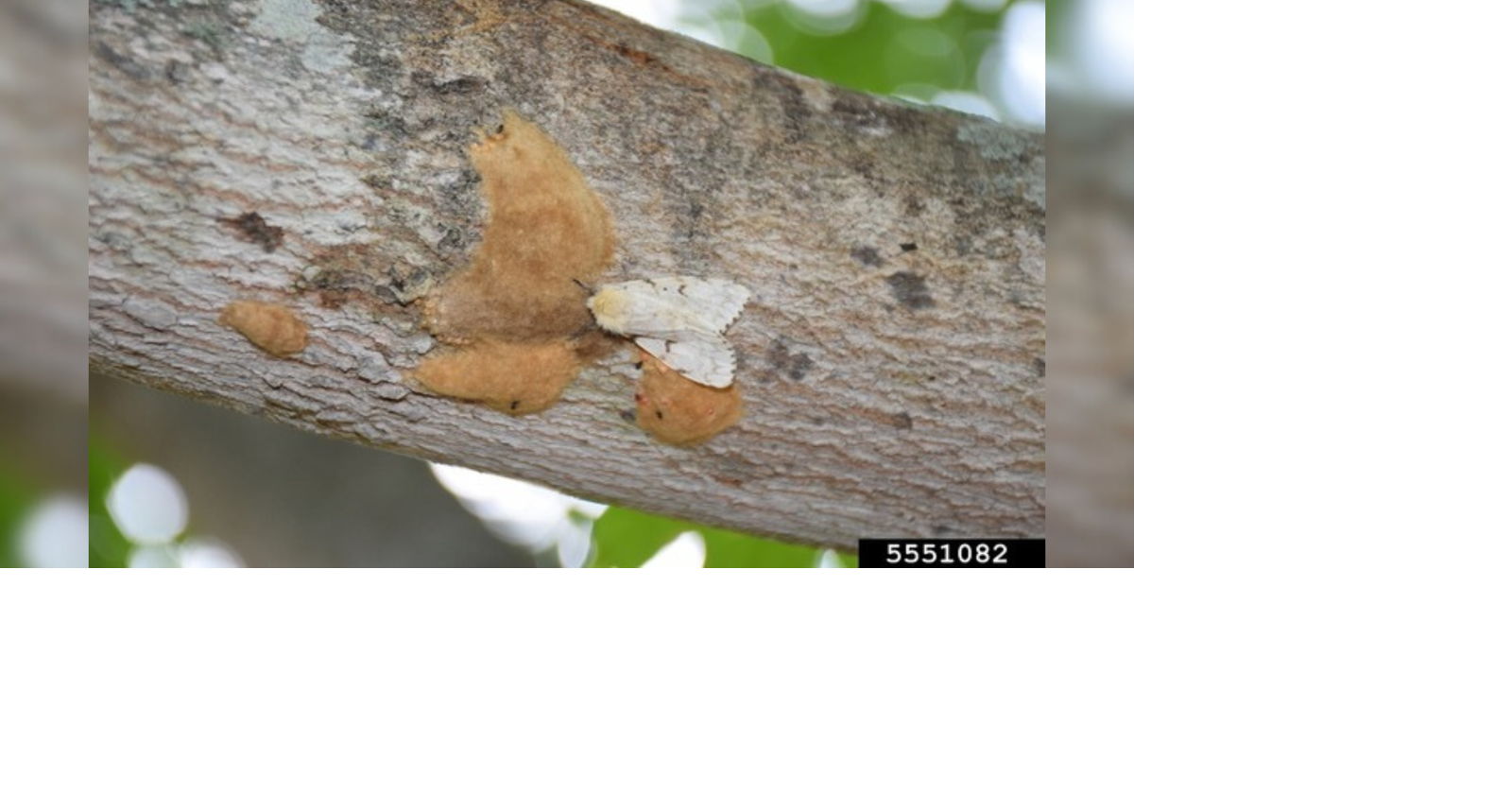 Invasive moth found in Sandpoint, first time in 30 years | News | kxly.com