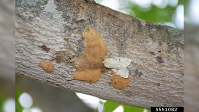 Invasive moth found in Sandpoint, first time in 30 years | News | kxly.com