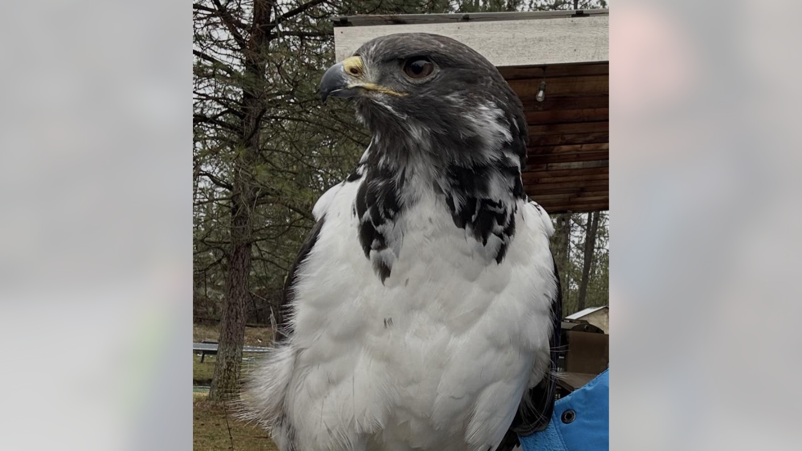 Local hawk mascot prepares for fourth Super Bowl appearance | 92.9 ZZU ...