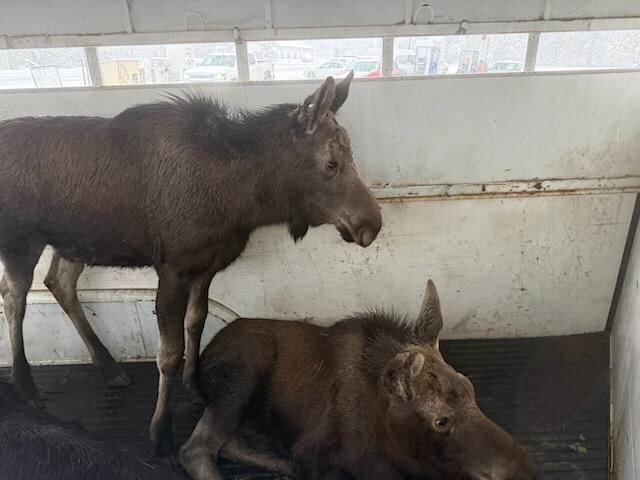 Moose family relocated from University of Idaho arboretum | News | kxly.com