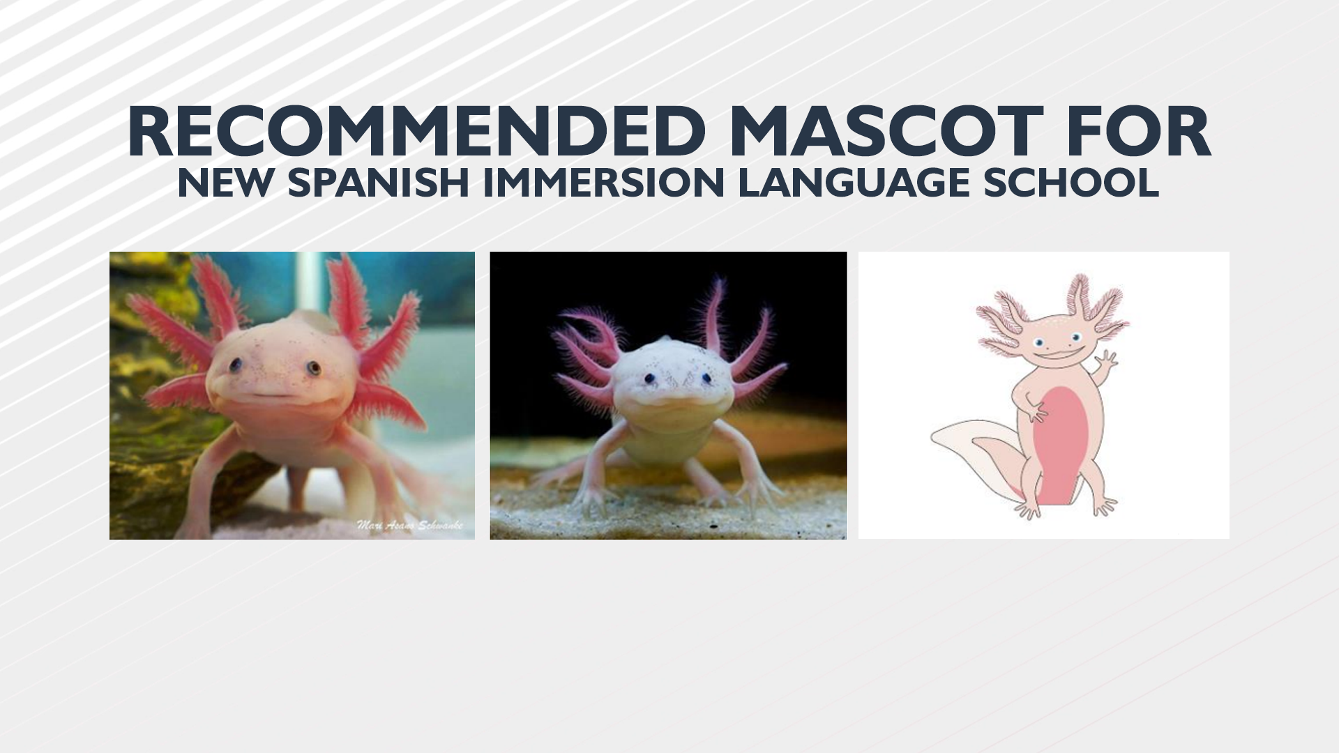 Spokane language immersion school considering new name, adorable mascot ...