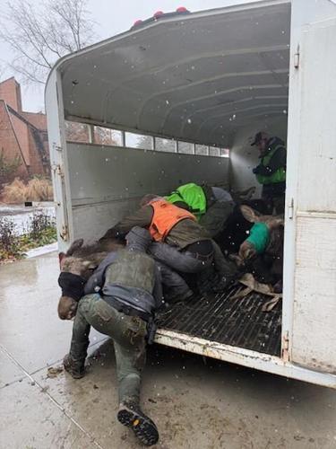 Moose family relocated from University of Idaho arboretum | News | kxly.com
