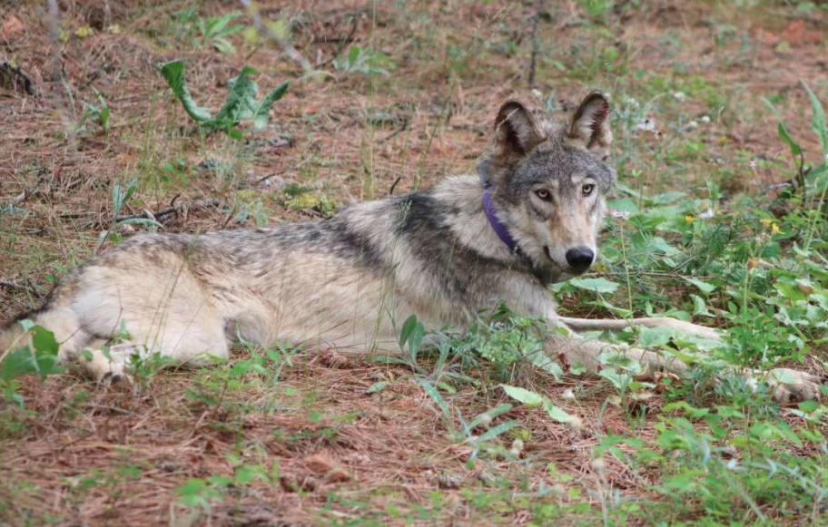 gray wolf listing status