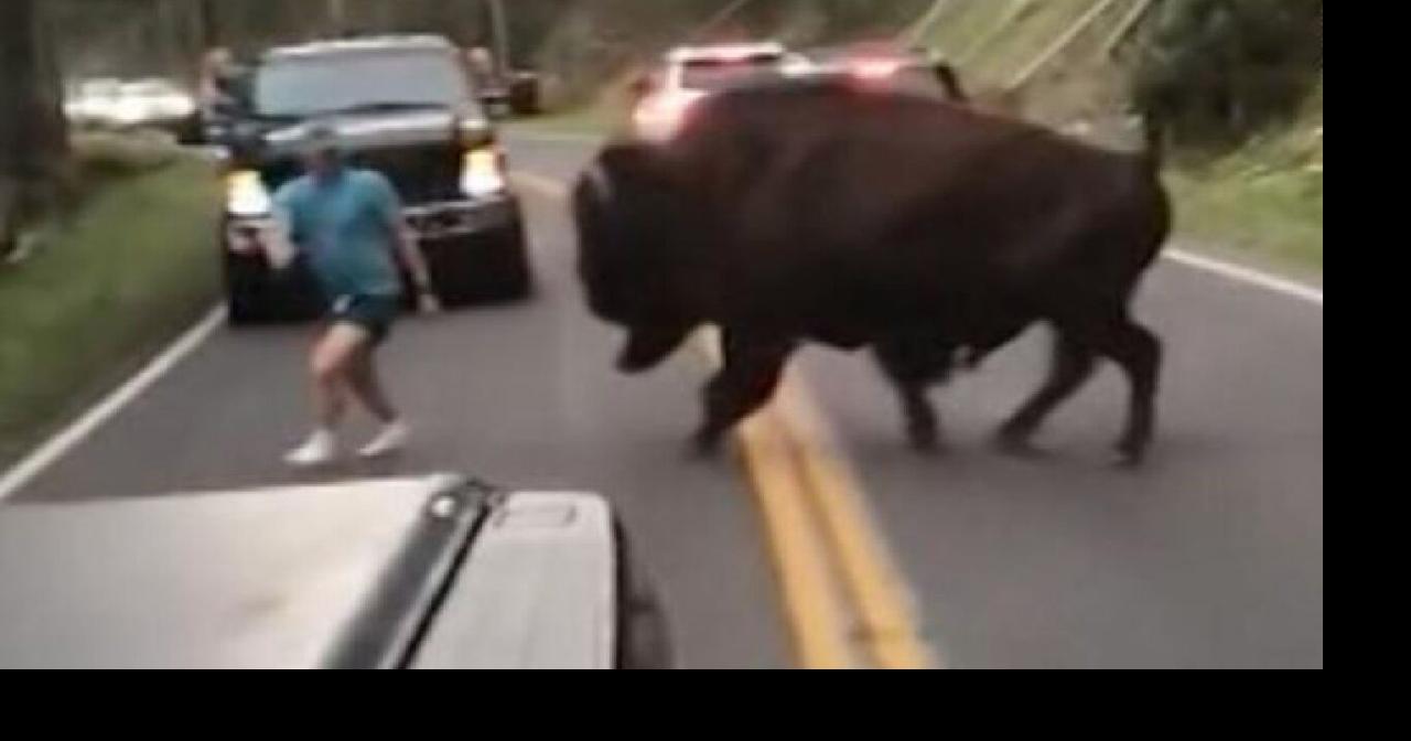 Man who harassed bison in Yellowstone sentenced to 130 days in jail ...