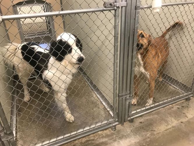 Spokanimal in need of donations, foster families | Coronavirus | kxly.com