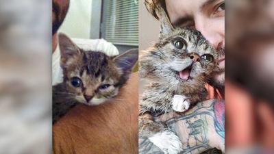 Internet cat sensation Lil BUB has died at the age of 8 | Arts | kxly.com