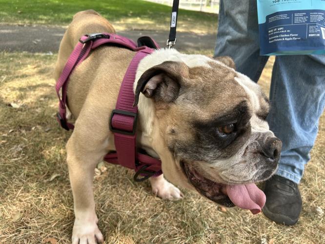 Spokane community rallies to support dog with cancer in her final days ...