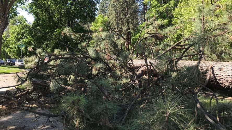 Giant tree falls in Browne’s Addition intersection | Local News | kxly.com