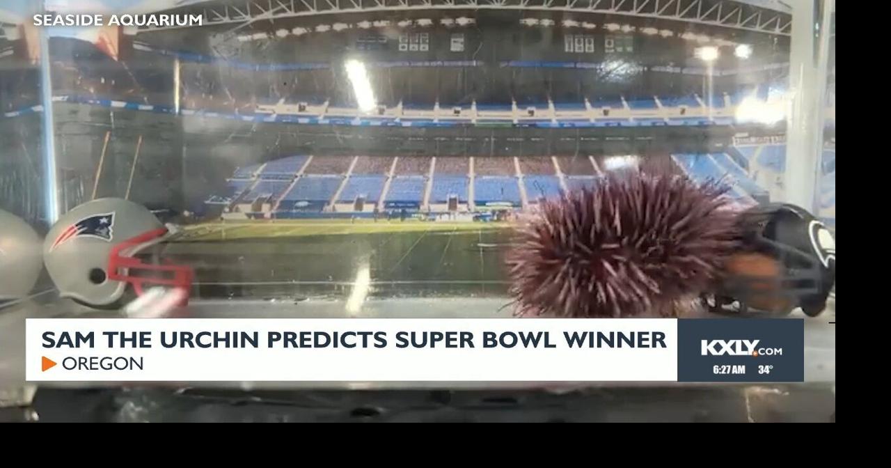 Sam Urchin predicts Super Bowl winner | Video | kxly.com