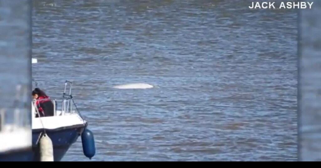 Beluga whale spotted in London’s River Thames | National & World | kxly.com