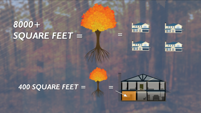 Why the late leaf change is a problem with this week’s storm | Eastern ...