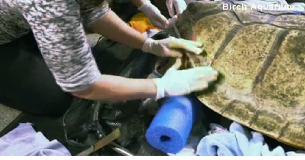 3-D printing braces up sea turtle with gap in its shell | National ...
