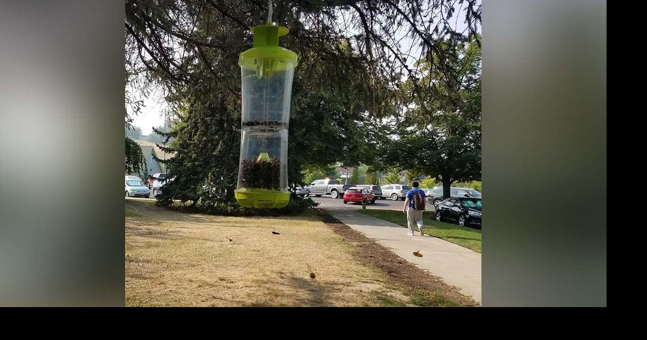 Regional wasp population rebounds | News | kxly.com