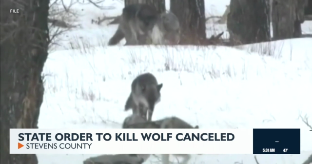Washington Rescinds Wolf-Killing Order Due to Lack of Evidence | Video ...