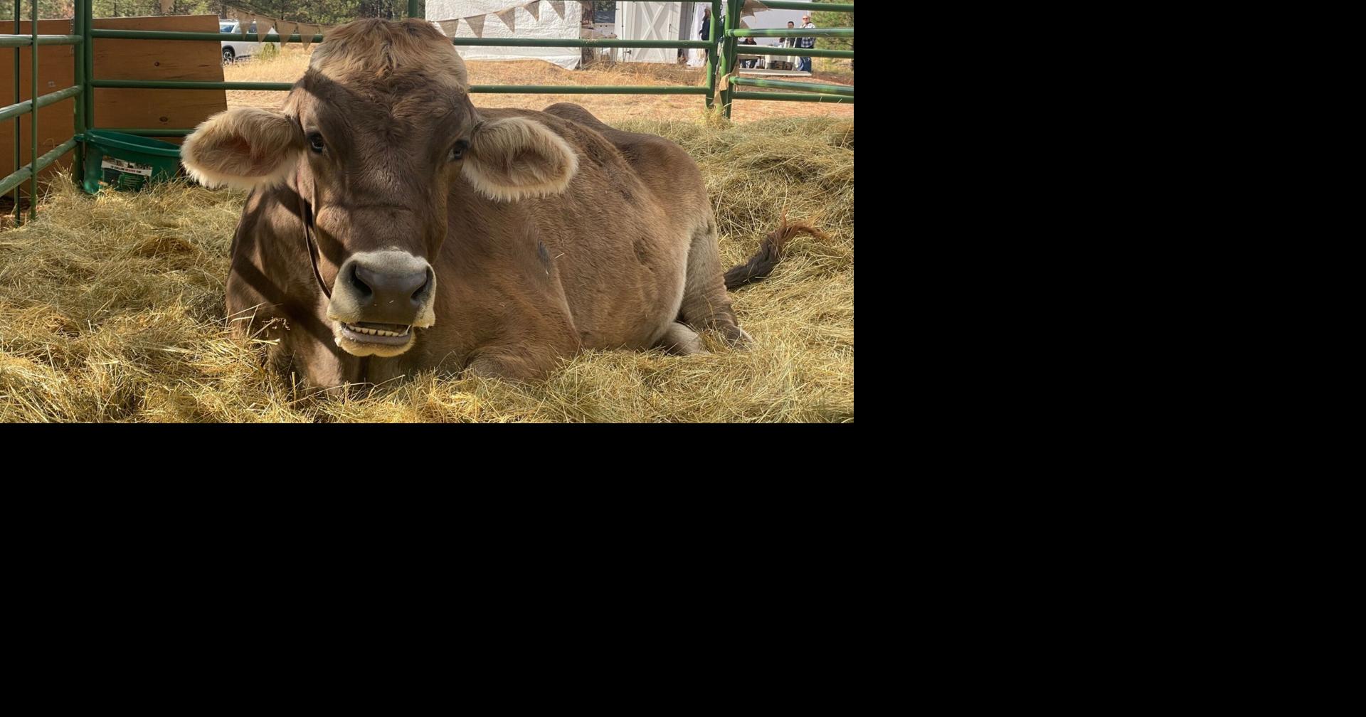 Sullivan Family Farms honoring ox's 10th birthday with a community ...