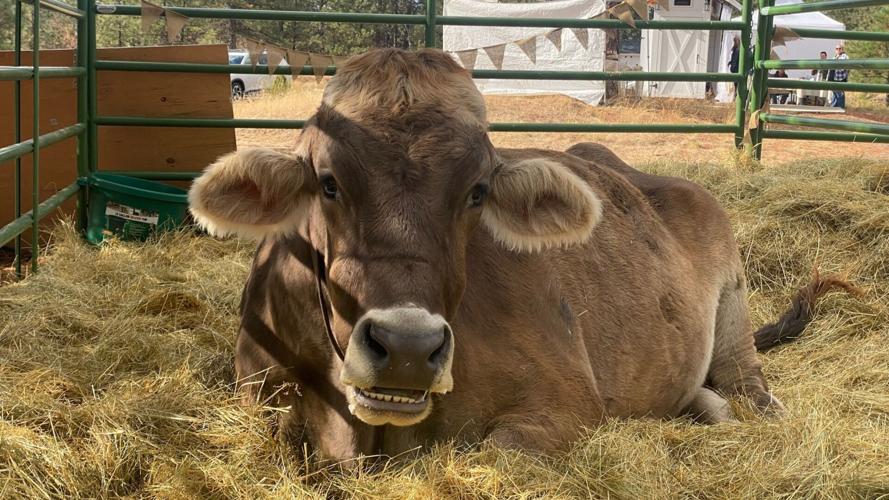 Welcome home, Sprite! Ox returns to local farm following fire damage ...