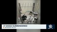 37 dogs surrendered to SCRAPS and Spokanimal now up for adoption | News ...