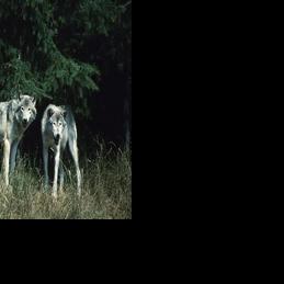 WDFW investigating wolf shooting in Stevens County | News | kxly.com
