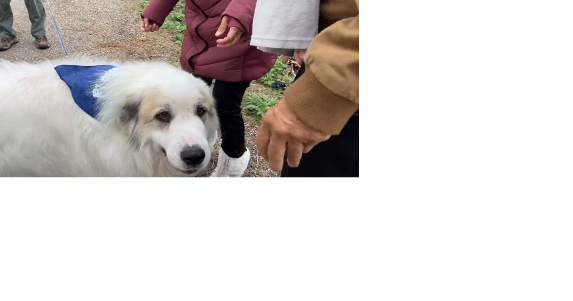 Family dog returns home after month-long journey in Elk woods | News ...