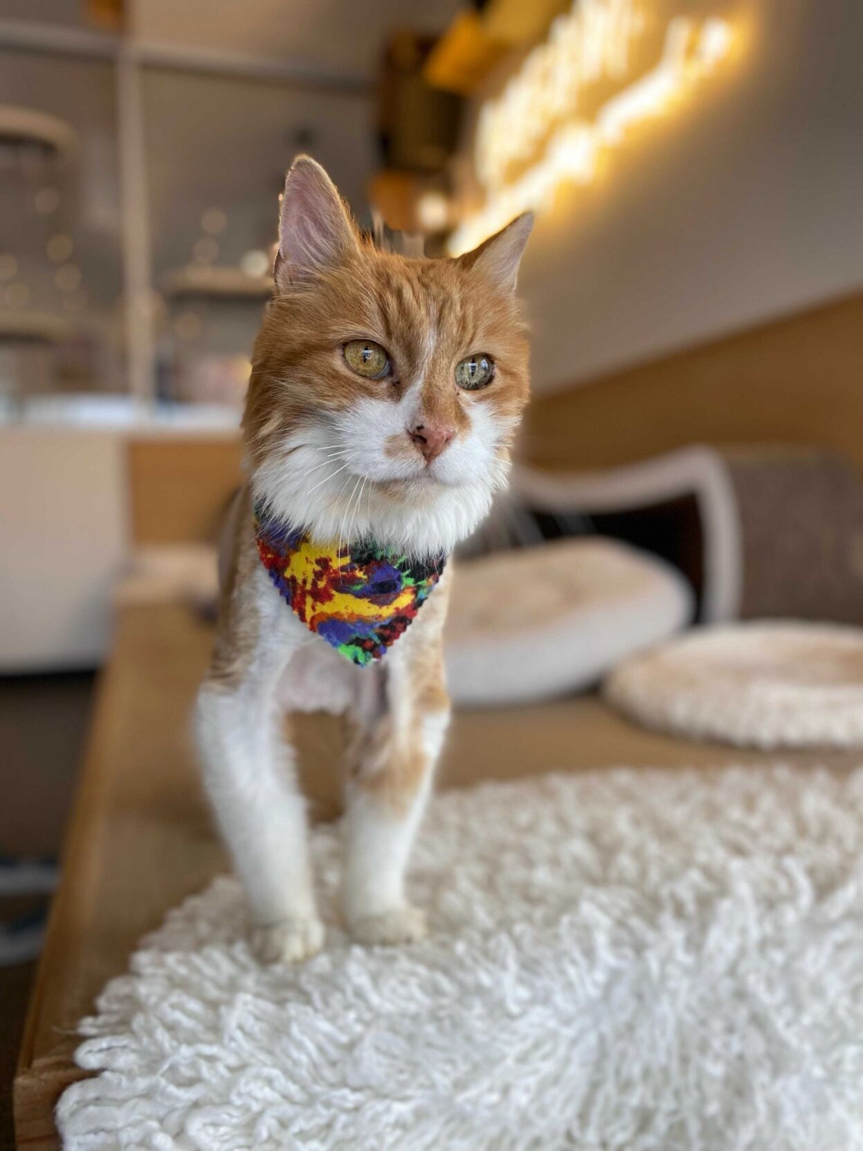 Buy a Kitten-Gram for your Valentine to help sponsor a kitty at Kitty ...