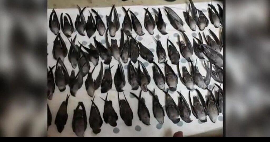 Hundreds of birds crash into building | National & World | kxly.com