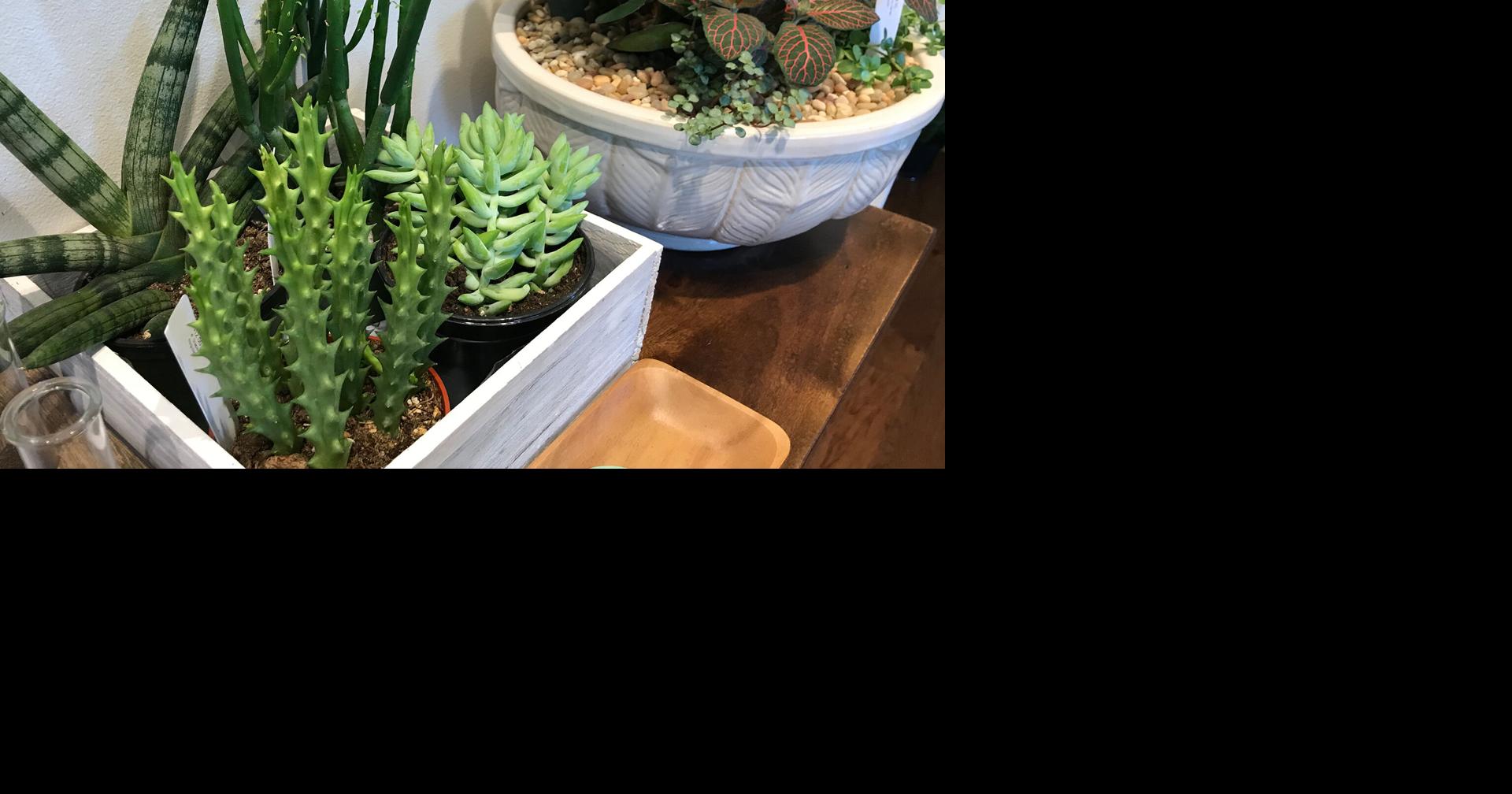 The Friends of Manito Park’s fall plant sale returns Saturday | Local ...