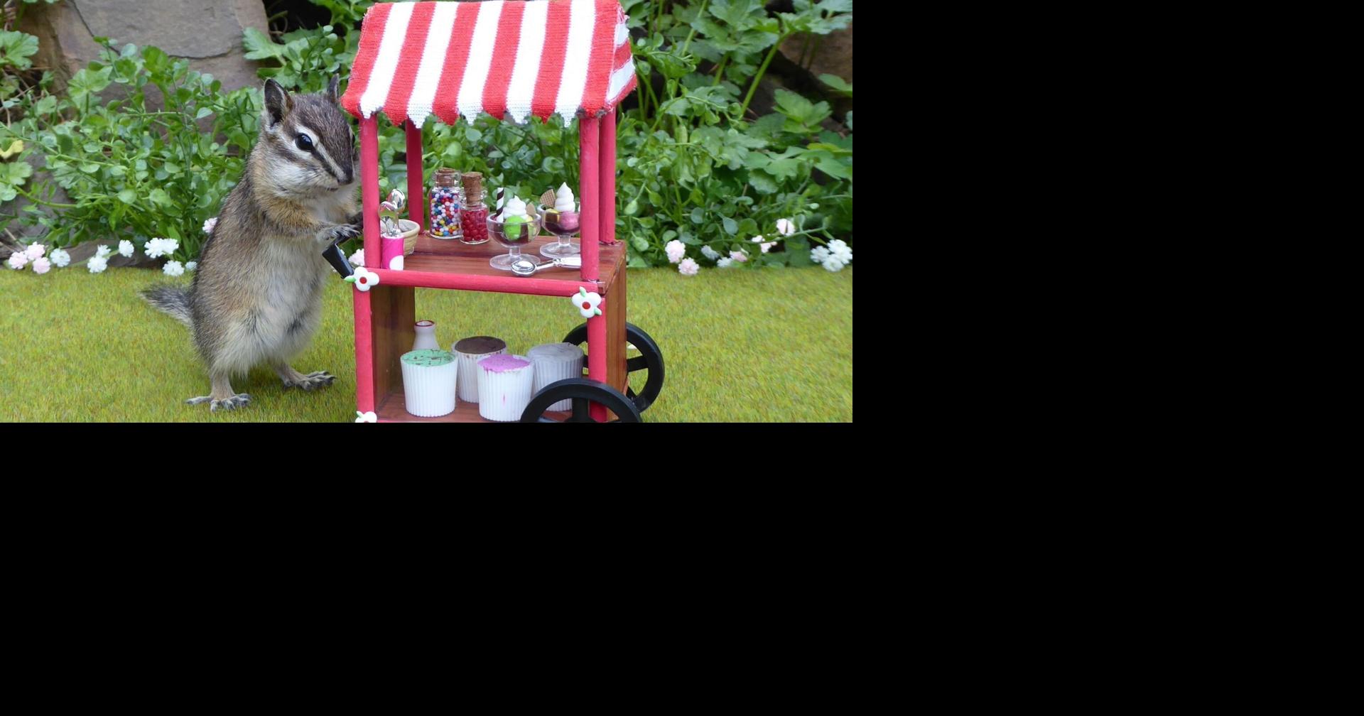 Students build miniatures for Spokane woman’s chipmunk calendar | Local ...